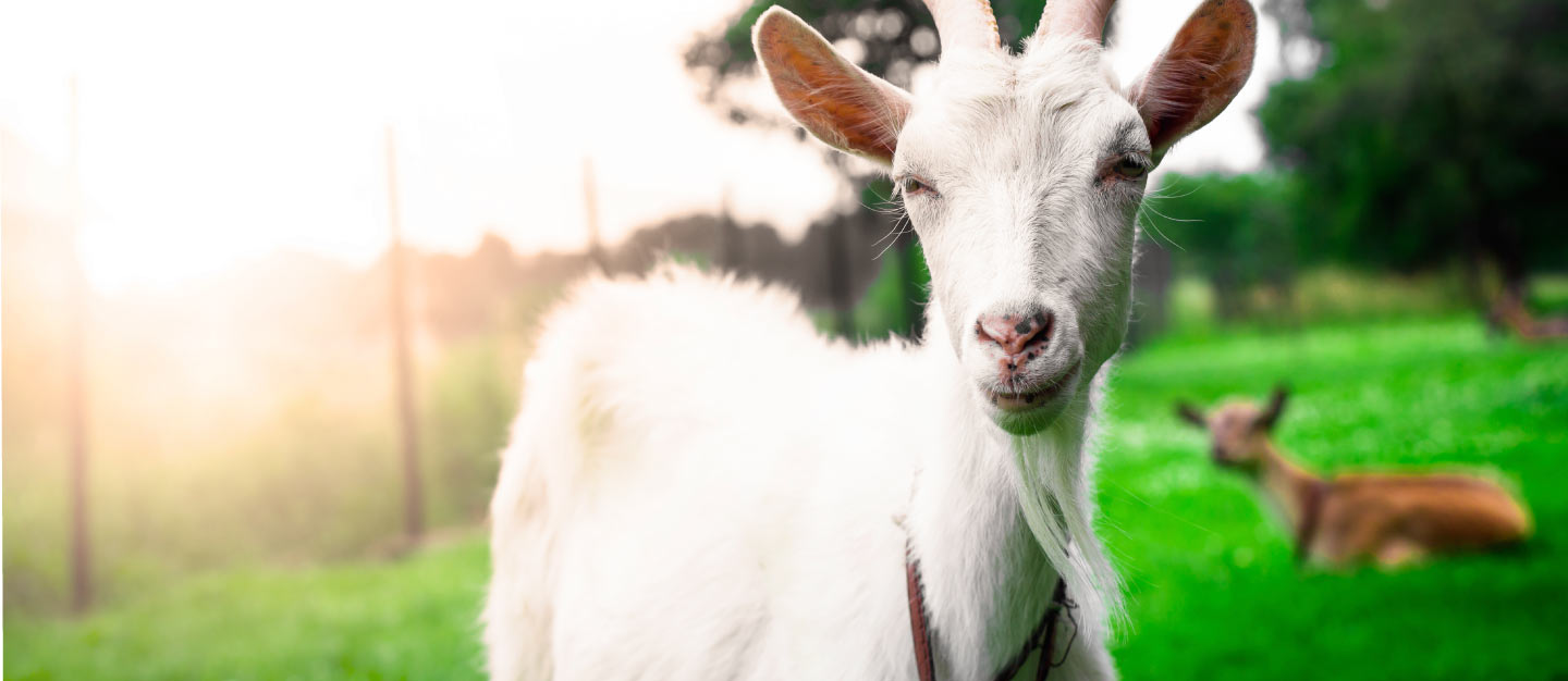 goat_field – Tweddle Farm