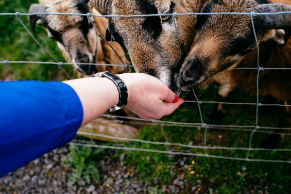 Feed the Animals – Tweddle Farm