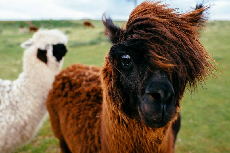 Isaac-Tweddle-Farm-25 – Tweddle Farm