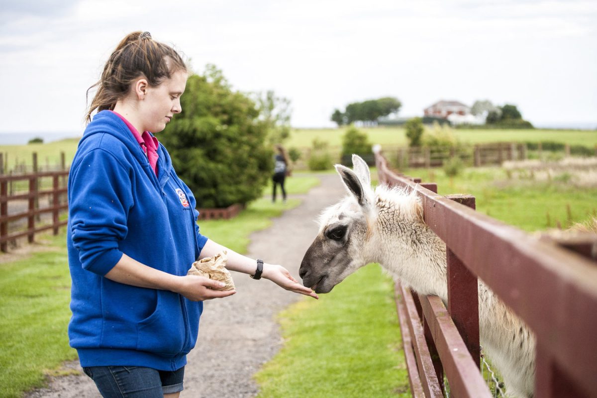 Feed the Animals – Tweddle Farm