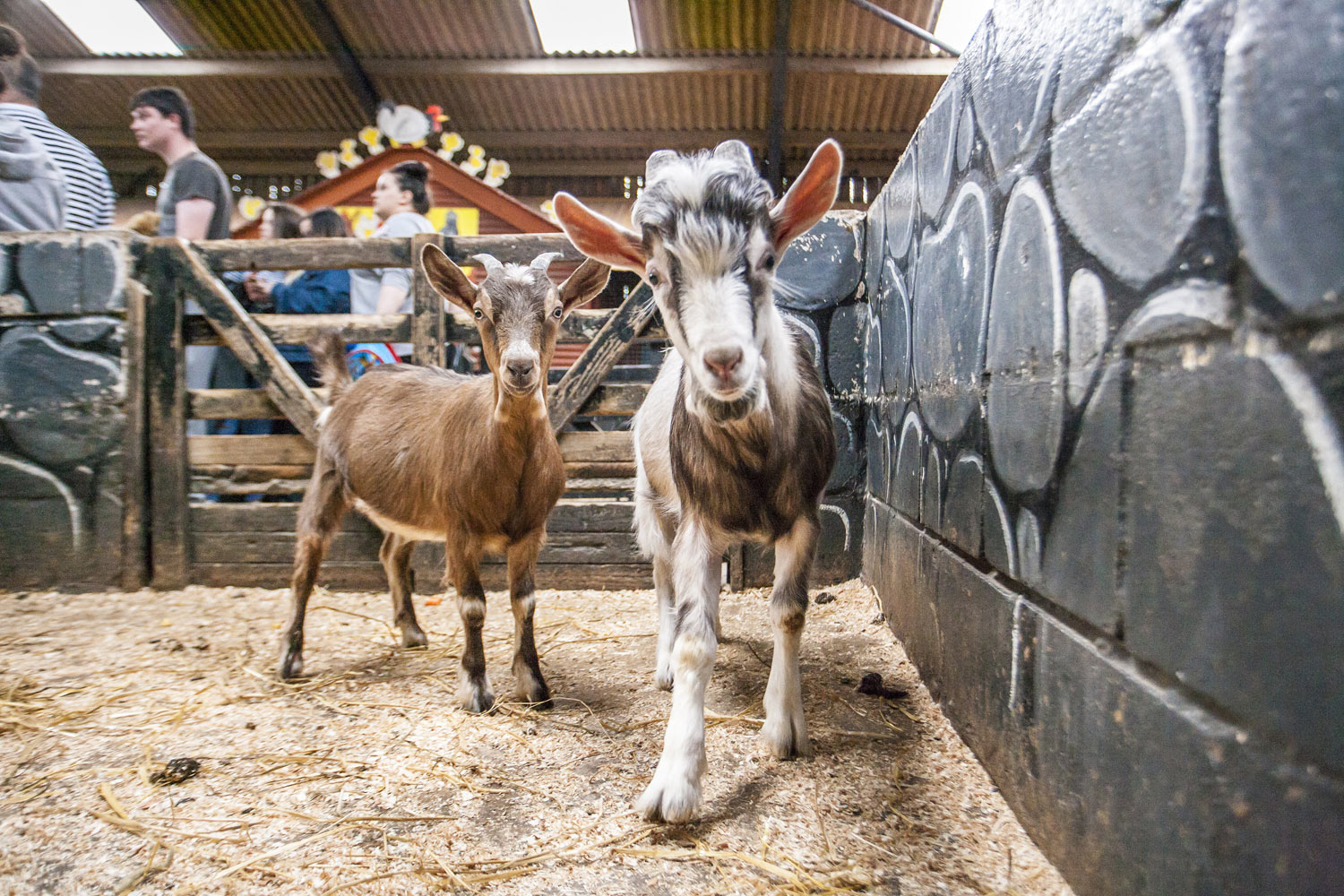 Tweddle Farm Petting Centre – Tweddle Farm