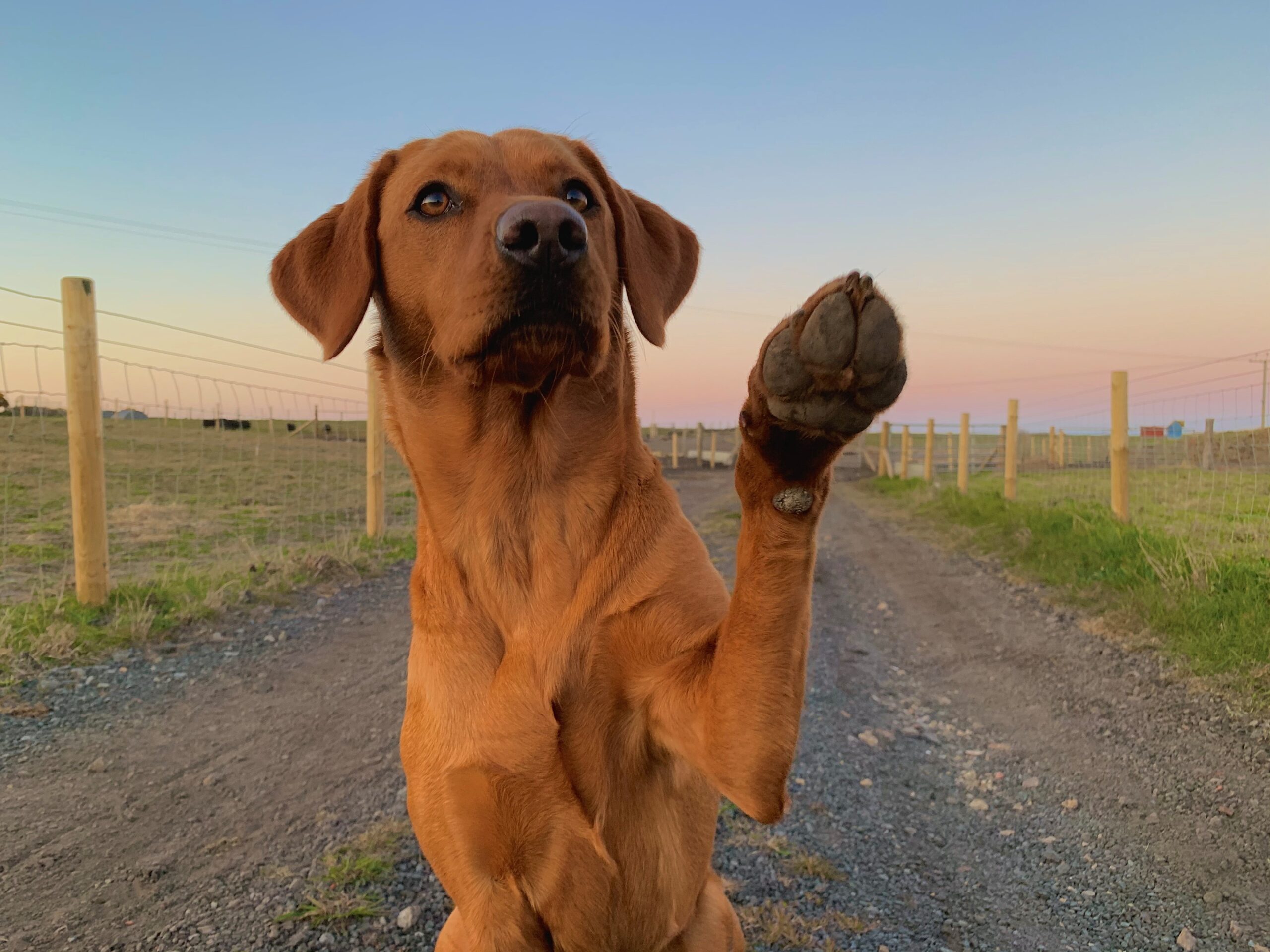 ruby – Tweddle Farm