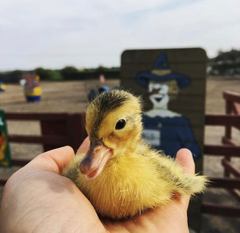 Tweddle Farm – Bursting with animal farm fantasticness