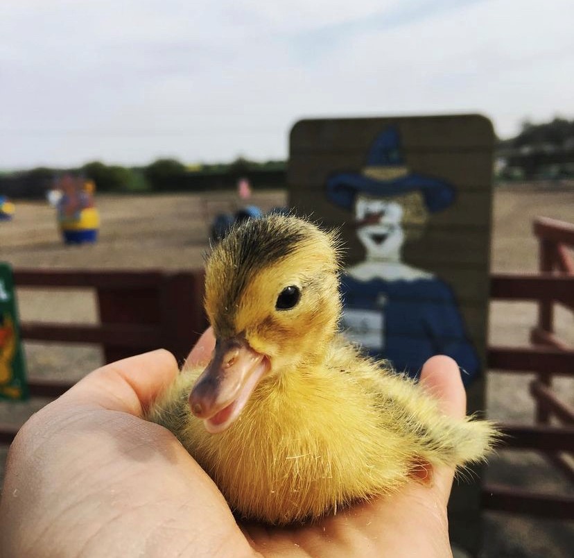 Tweddle Farm – Bursting with animal farm fantasticness